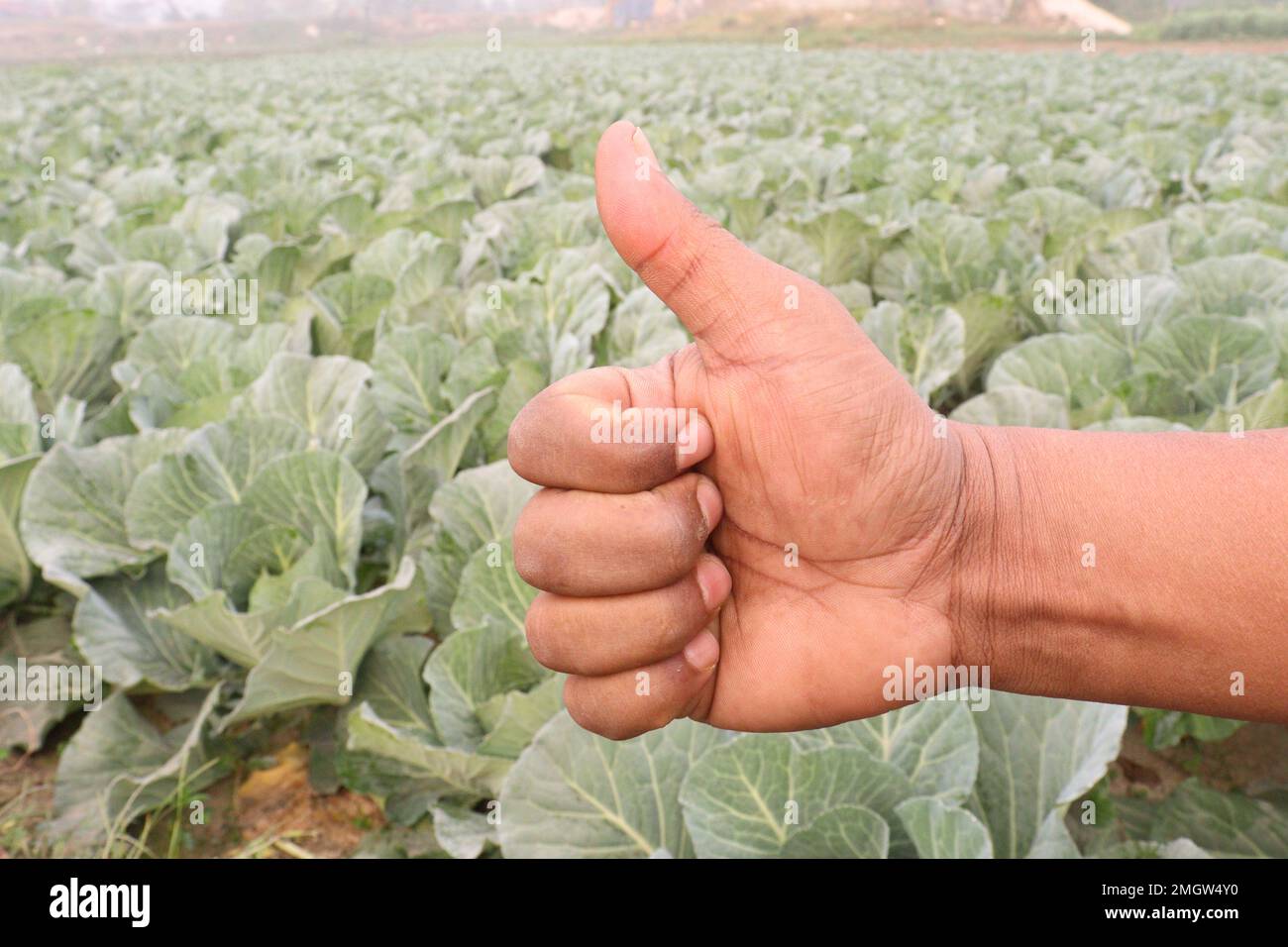 finger sign on green colored cabbage farm for deaf people or farmer ...