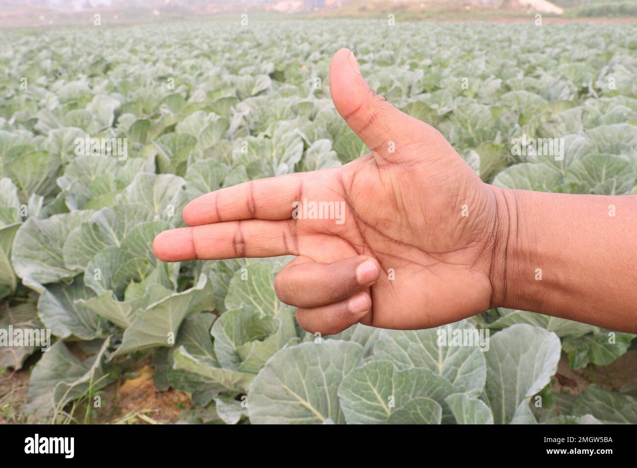 finger sign on green colored cabbage farm for deaf people or farmer ...