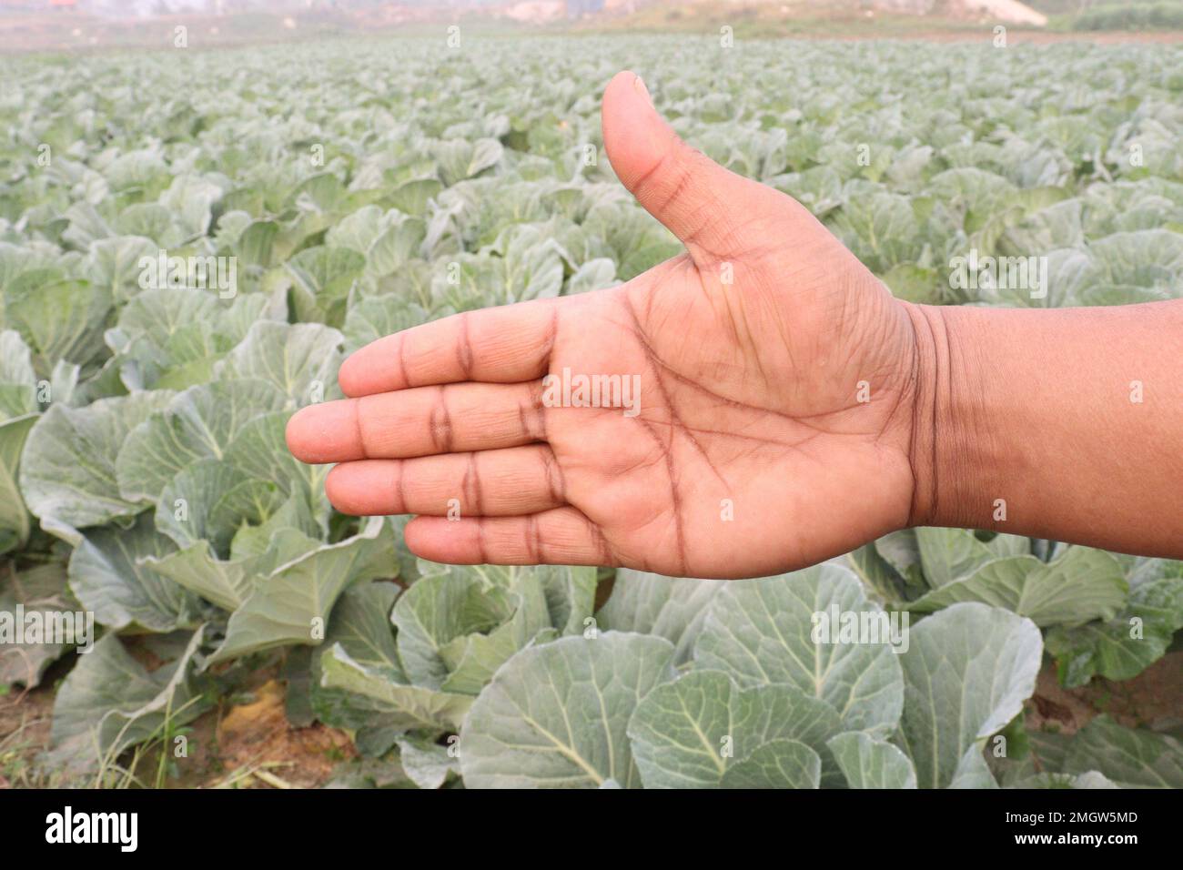 finger sign on green colored cabbage farm for deaf people or farmer ...