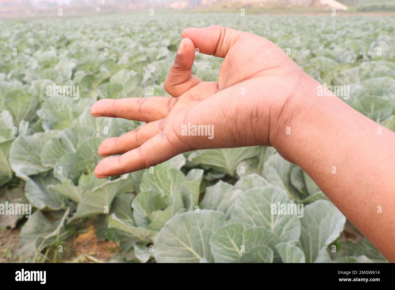 finger sign on green colored cabbage farm for deaf people or farmer ...