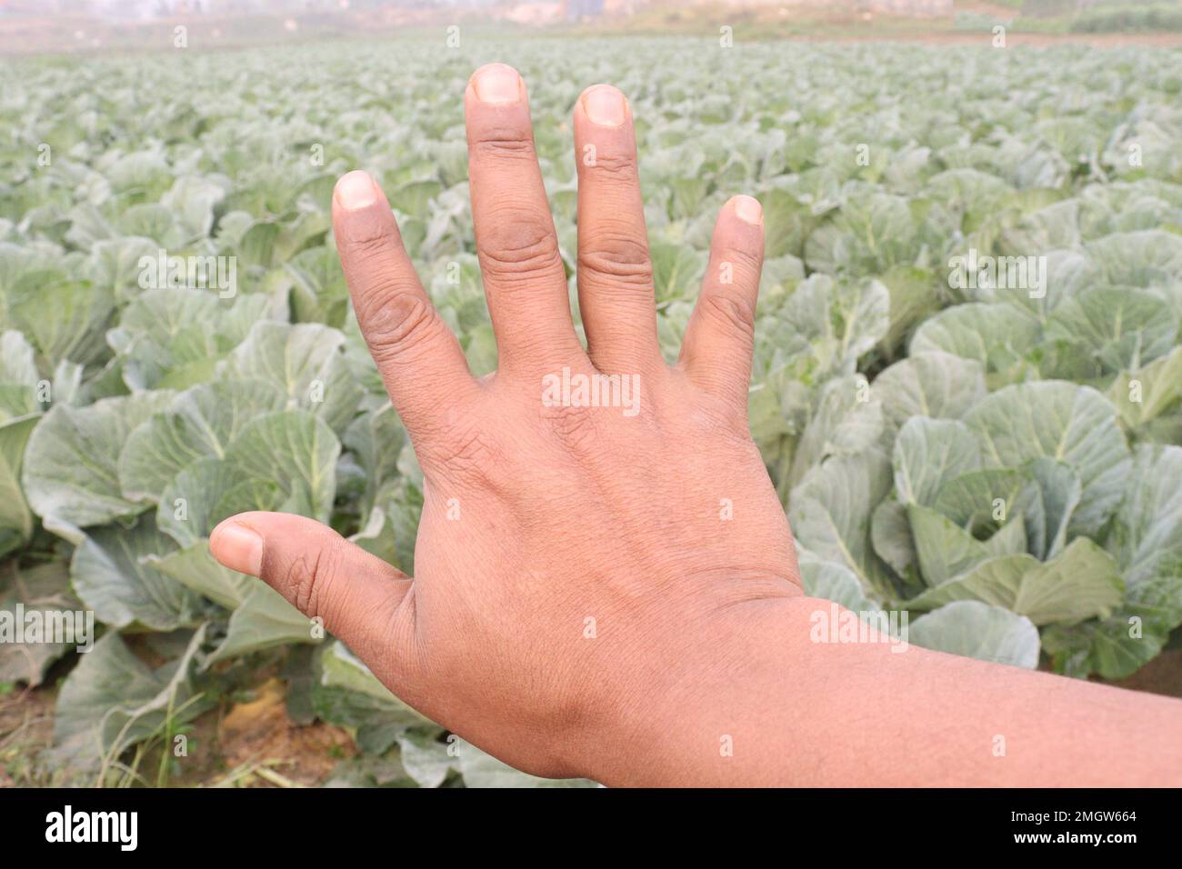 finger sign on green colored cabbage farm for deaf people or farmer ...