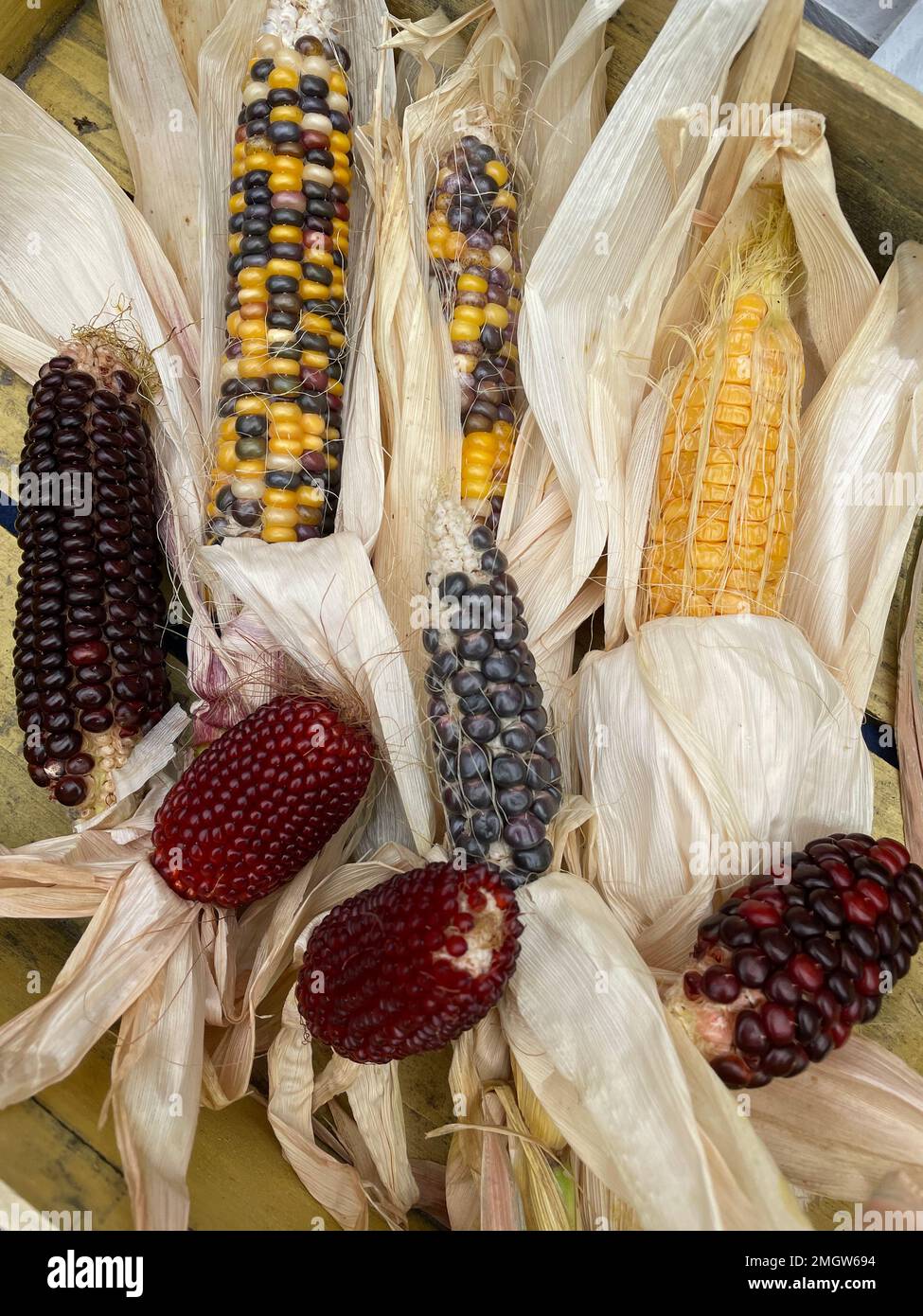 Heirloom corn hi-res stock photography and images - Alamy
