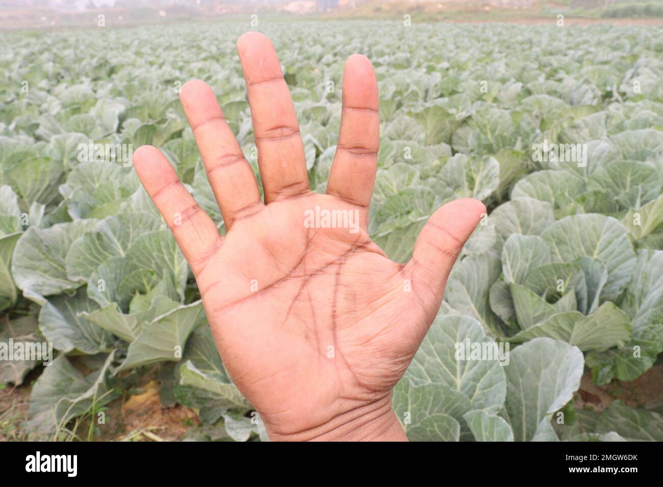 finger sign on green colored cabbage farm for deaf people or farmer ...