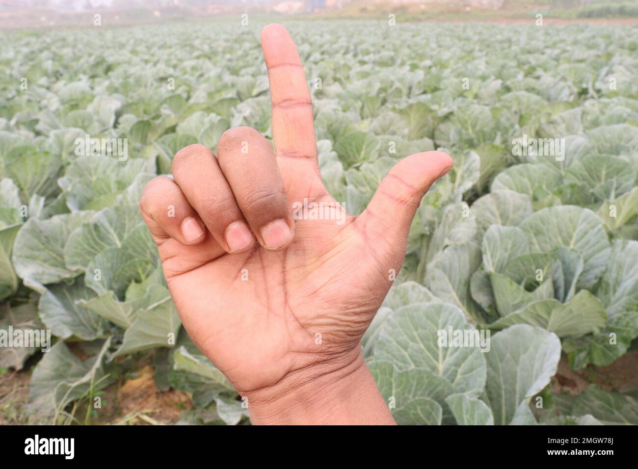 finger sign on green colored cabbage farm for deaf people or farmer ...