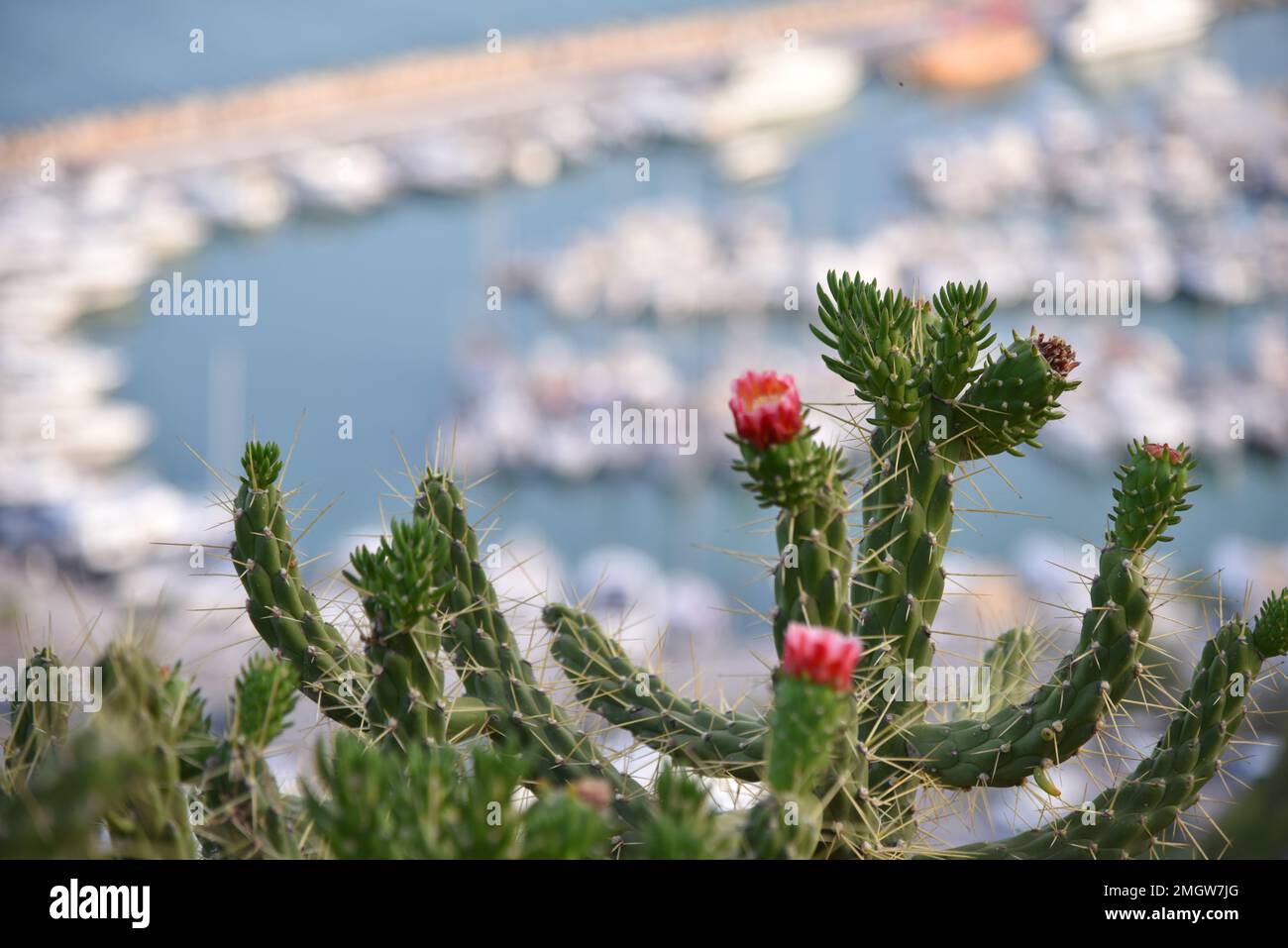 Port with yachts and ships in Sidi Bou Said. Copy space, wallpaper ...