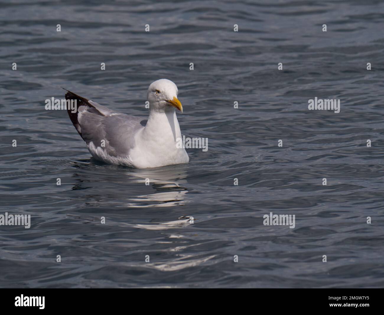 Gull sitting on water hi-res stock photography and images - Alamy
