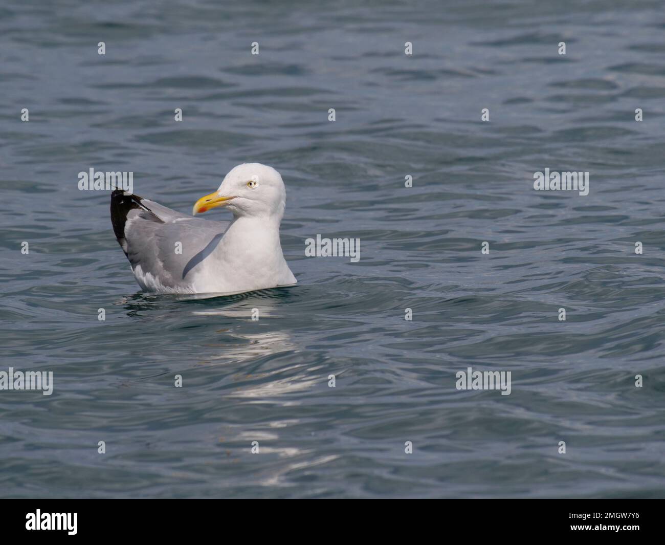 Young seagull bird resting hi-res stock photography and images - Alamy