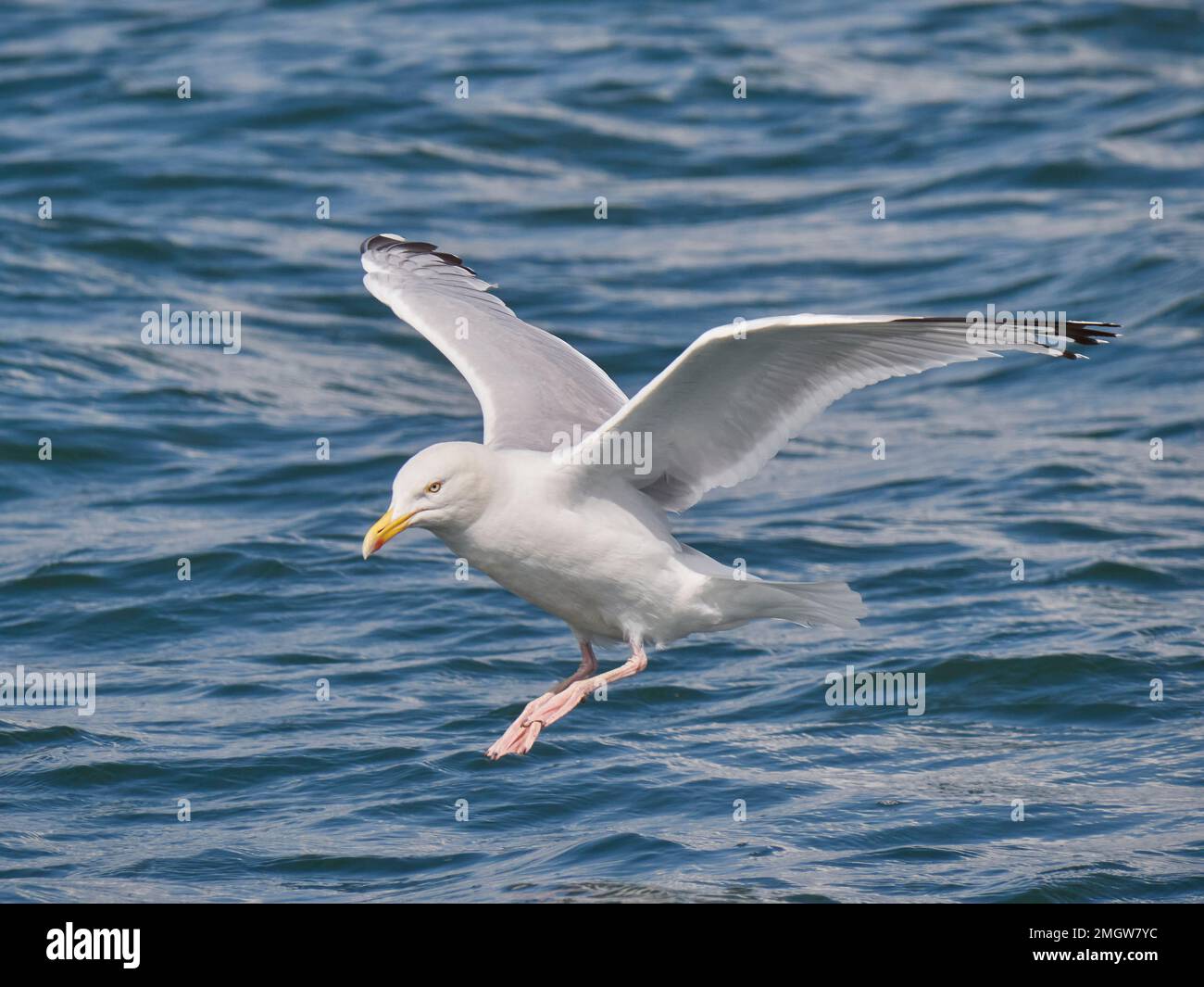 Gull sitting on water hi-res stock photography and images - Alamy