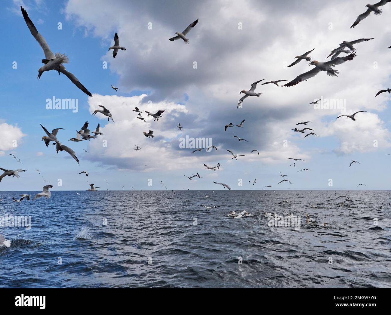 Gannet; Morus bassanus in flight. Many birds are in flight together ...