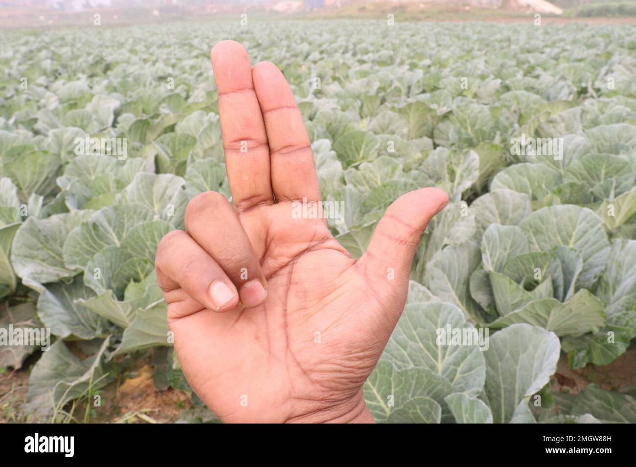 finger sign on green colored cabbage farm for deaf people or farmer ...