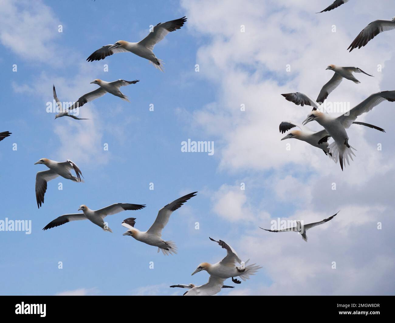 Gannet; Morus bassanus in flight. Many birds are in flight together ...