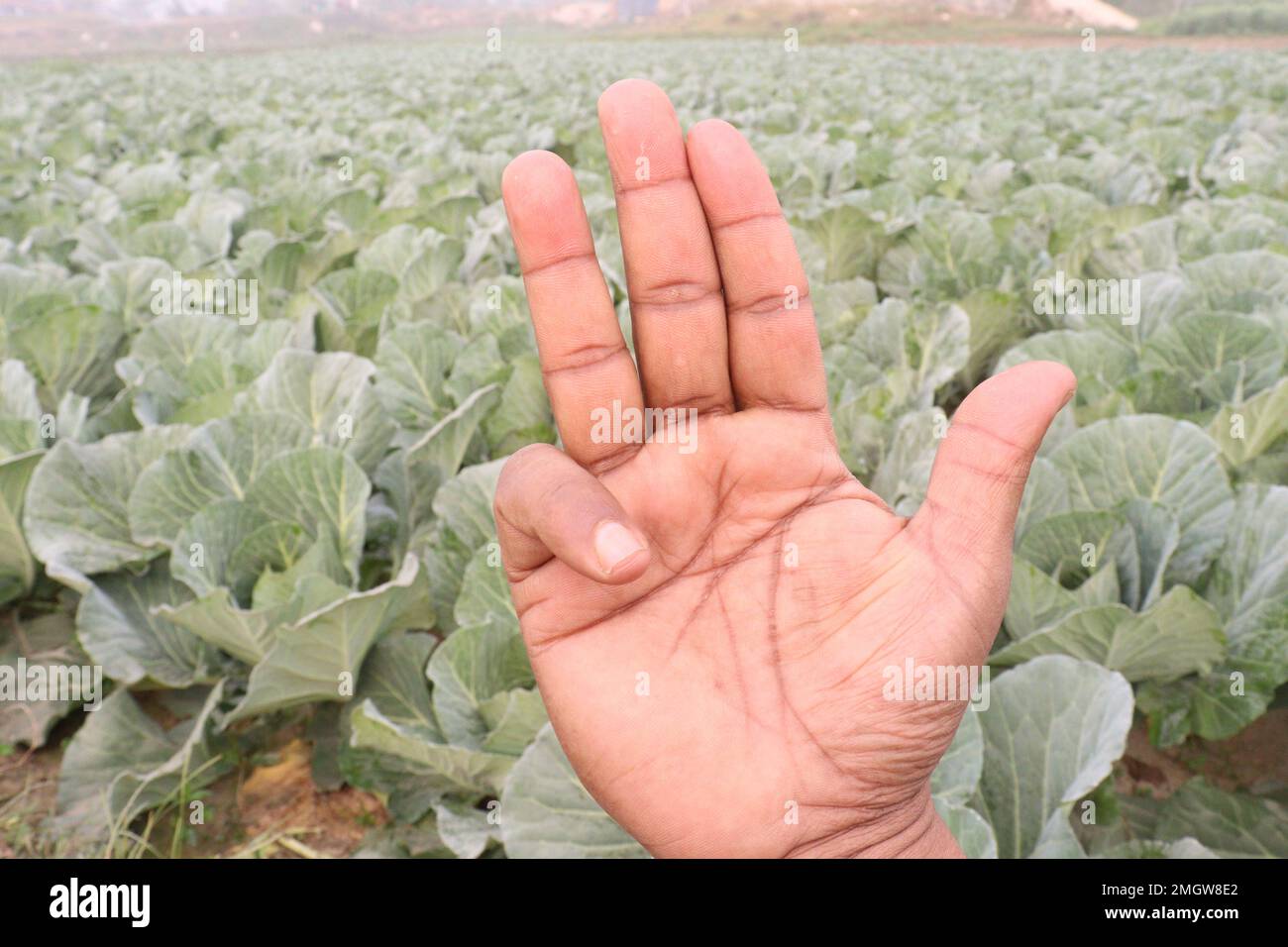finger sign on green colored cabbage farm for deaf people or farmer ...