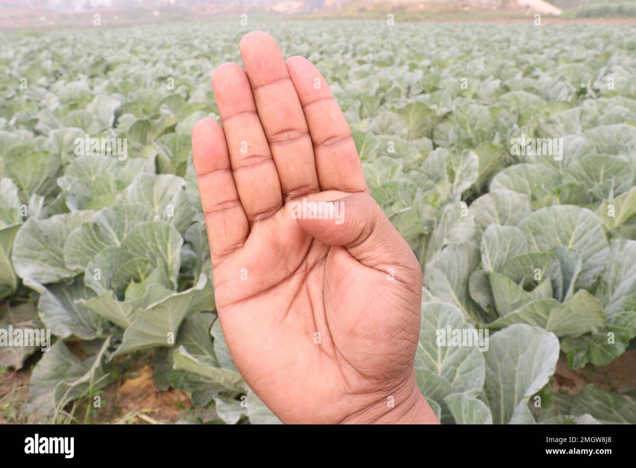 finger sign on green colored cabbage farm for deaf people or farmer ...