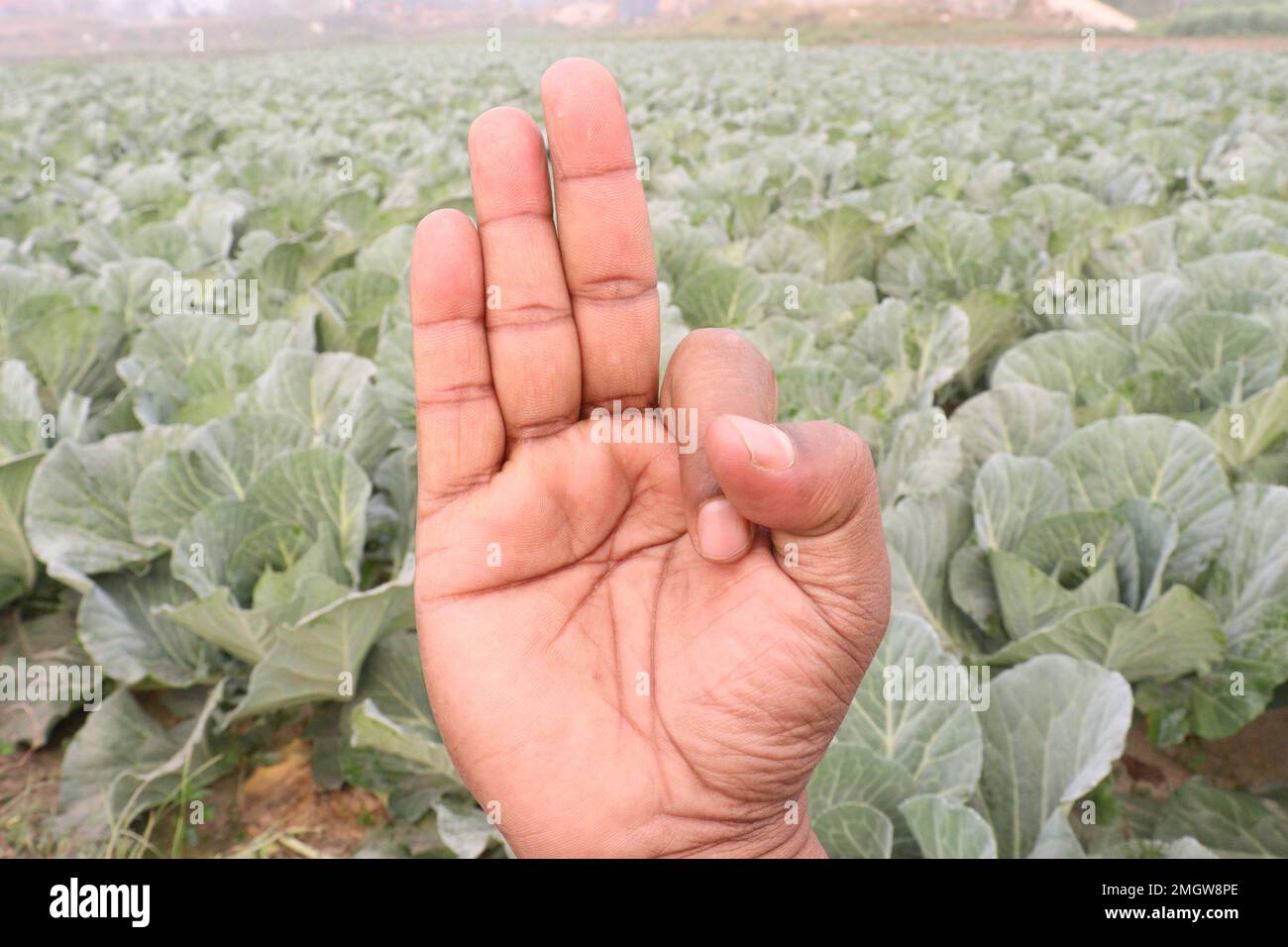 finger sign on green colored cabbage farm for deaf people or farmer ...