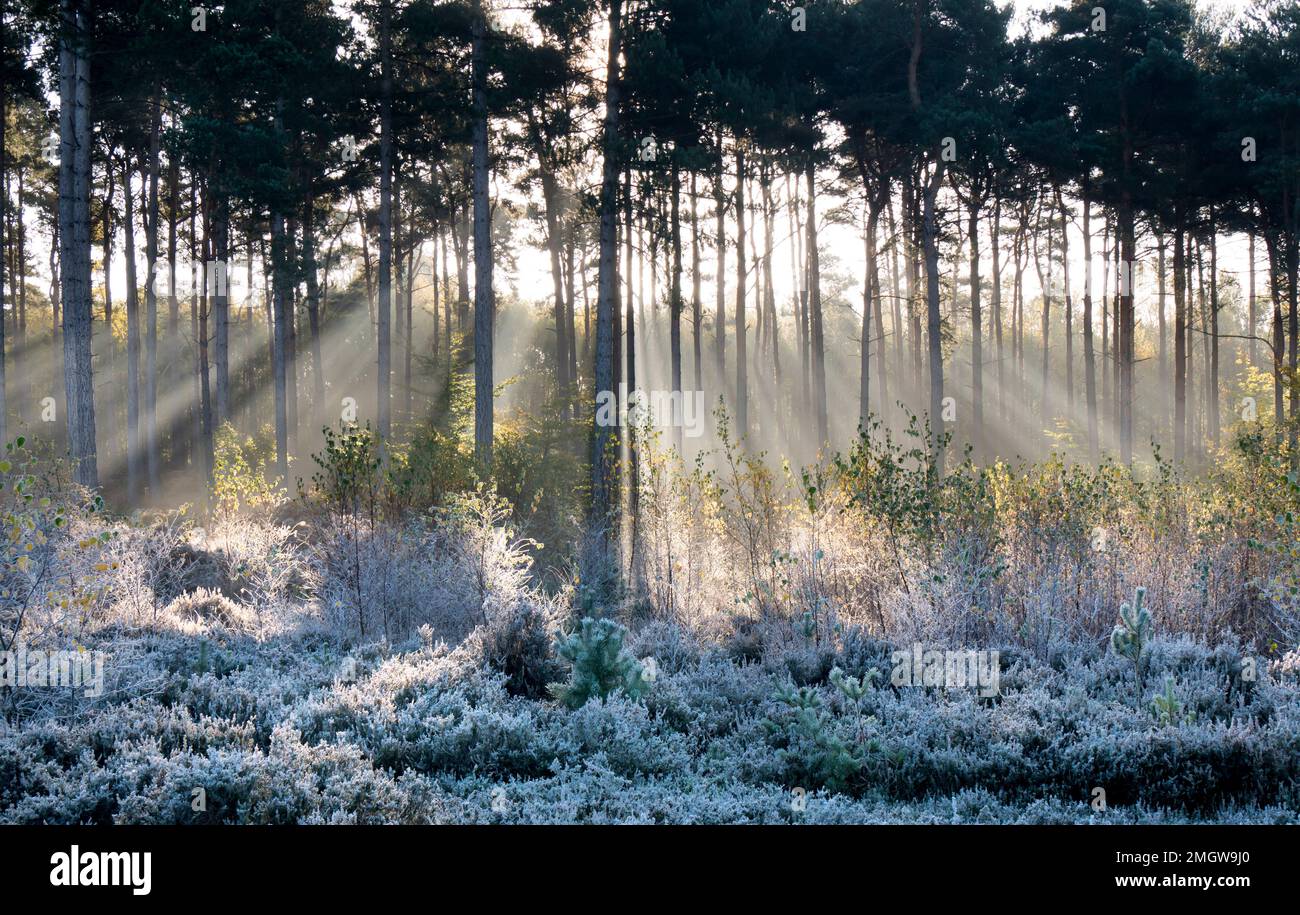 UK, England, Surrey, Forest sunbeams winter Esher Common Stock Photo ...