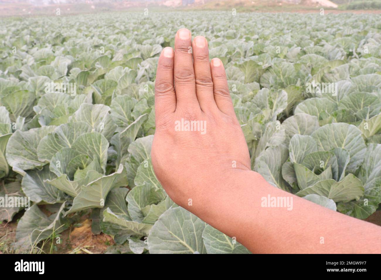 finger sign on green colored cabbage farm for deaf people or farmer ...