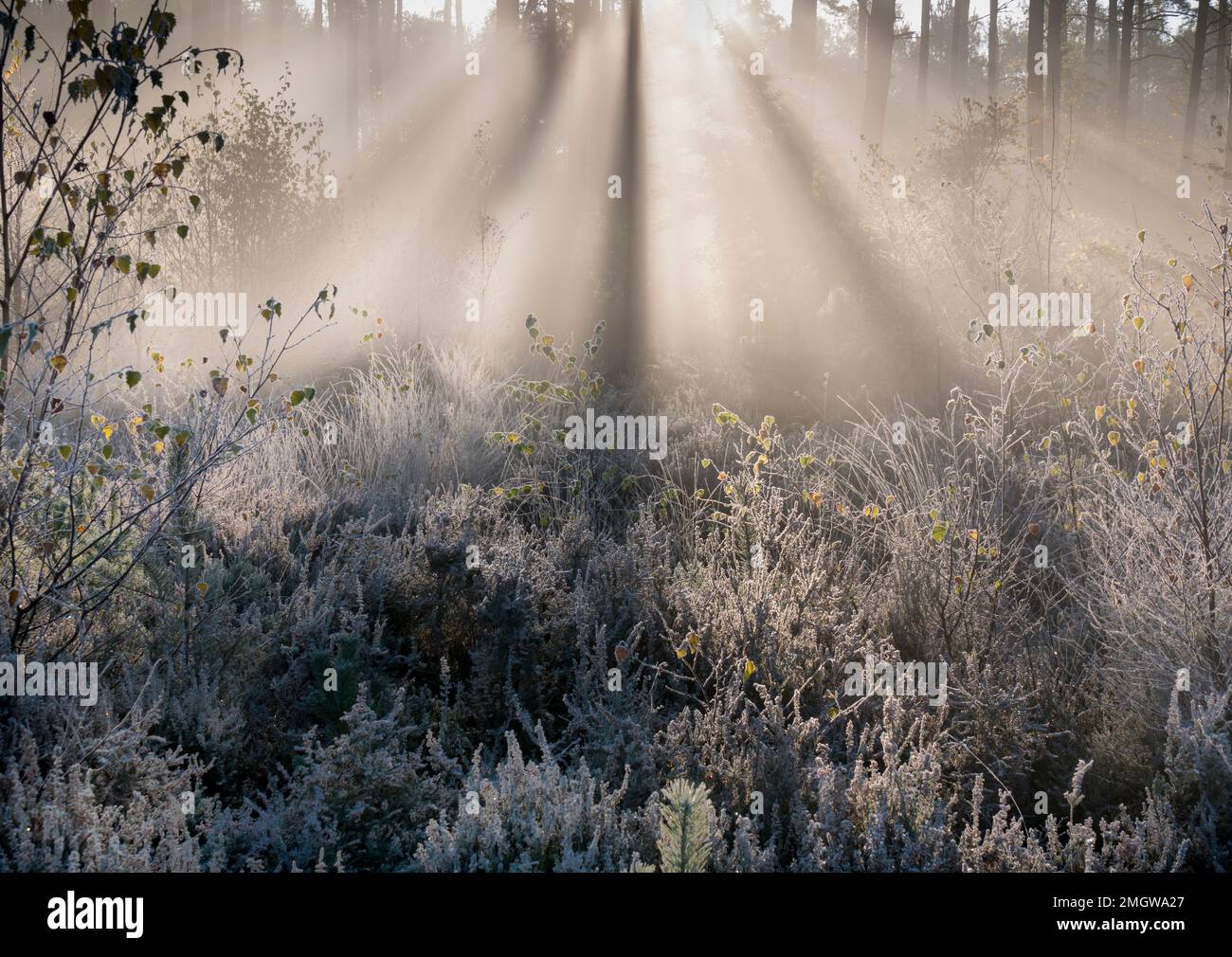 UK, England, Surrey, Forest sunbeams winter Esher Common Stock Photo ...