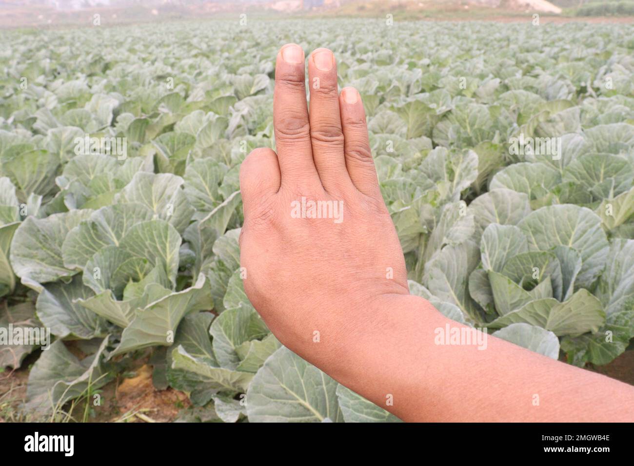 finger sign on green colored cabbage farm for deaf people or farmer ...