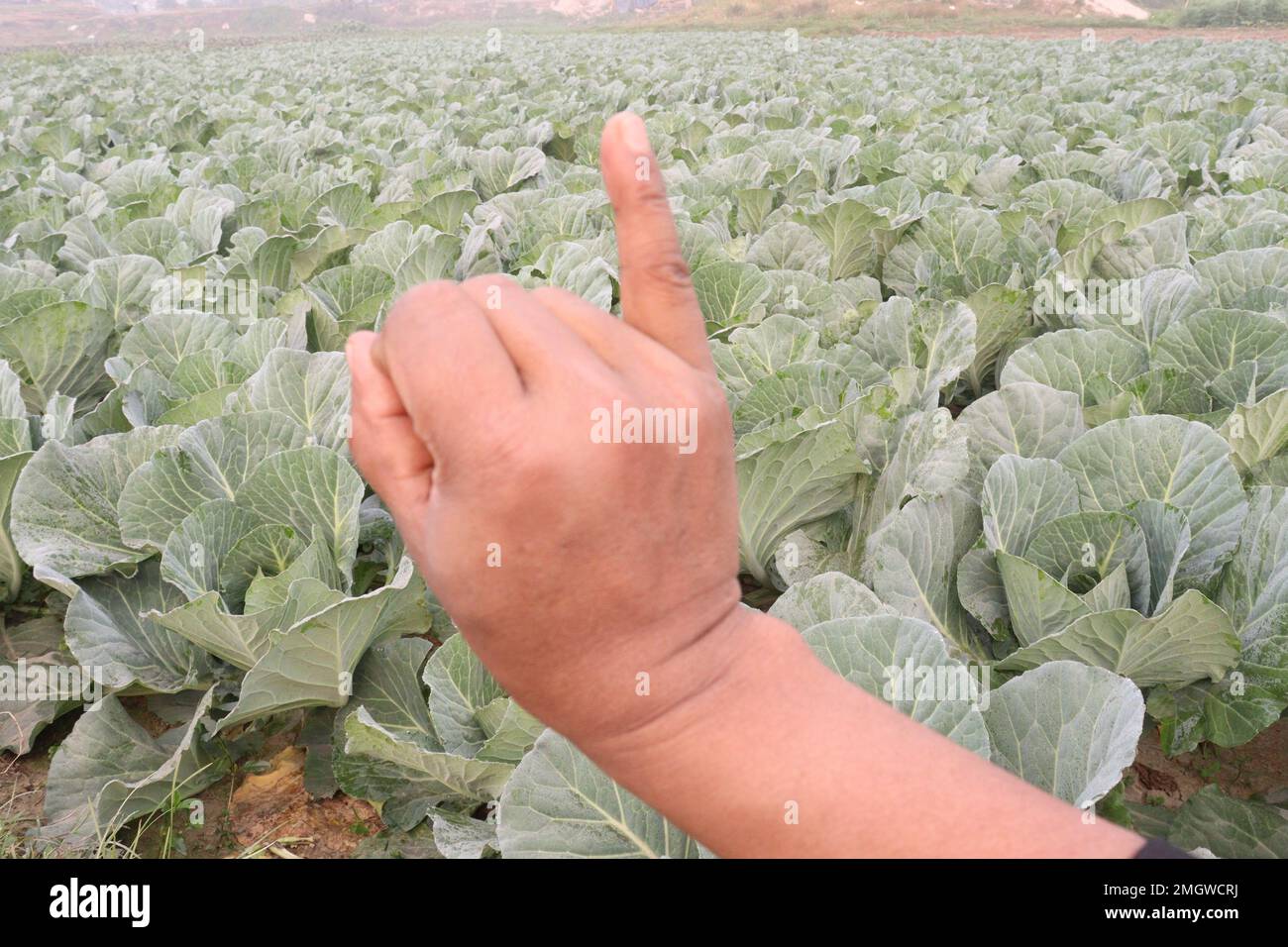 finger sign on green colored cabbage farm for deaf people or farmer ...