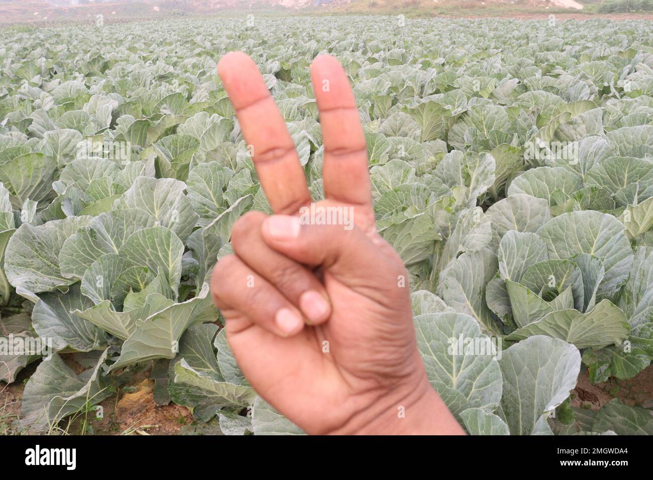finger sign on green colored cabbage farm for deaf people or farmer ...