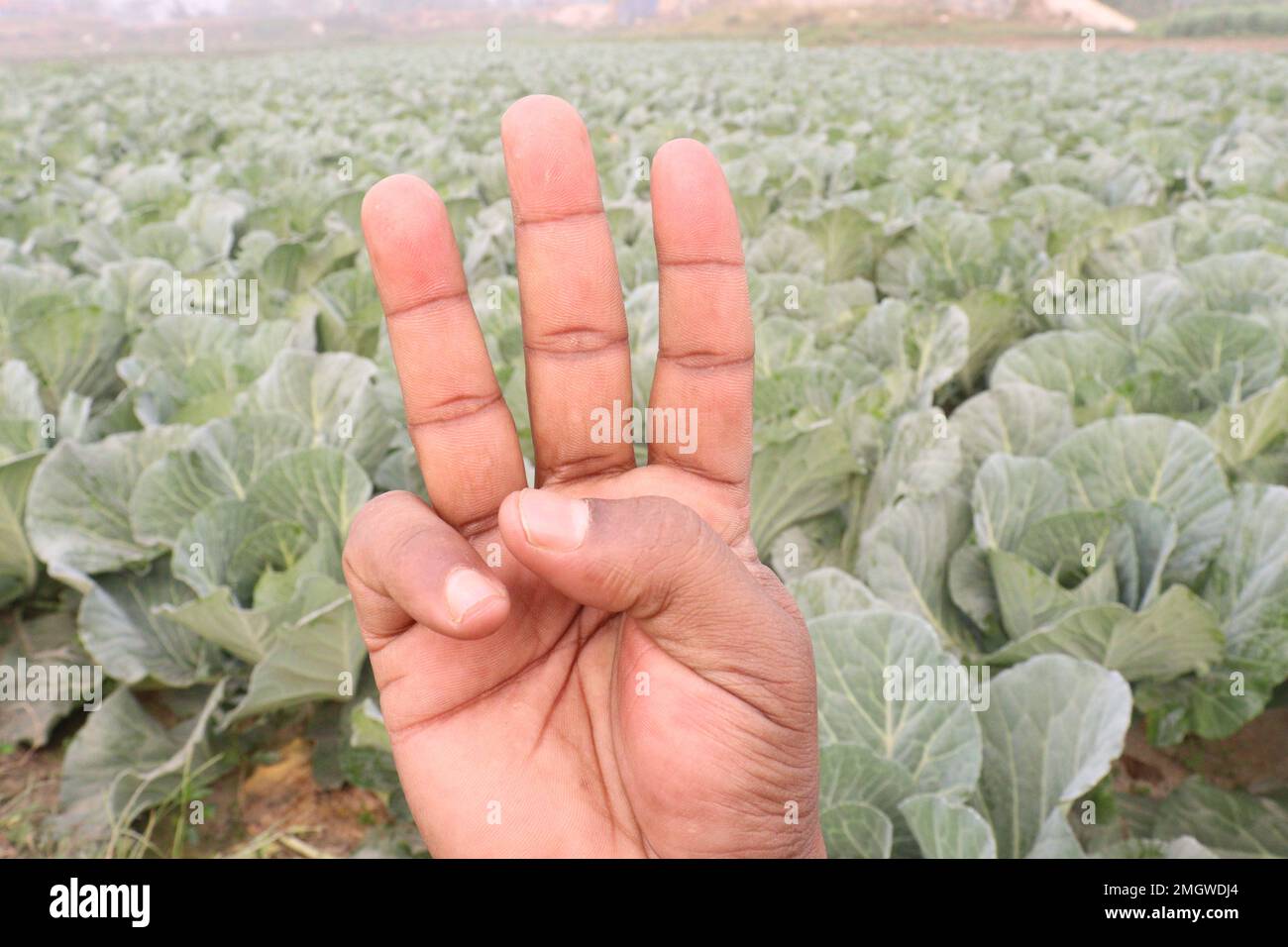 finger sign on green colored cabbage farm for deaf people or farmer ...