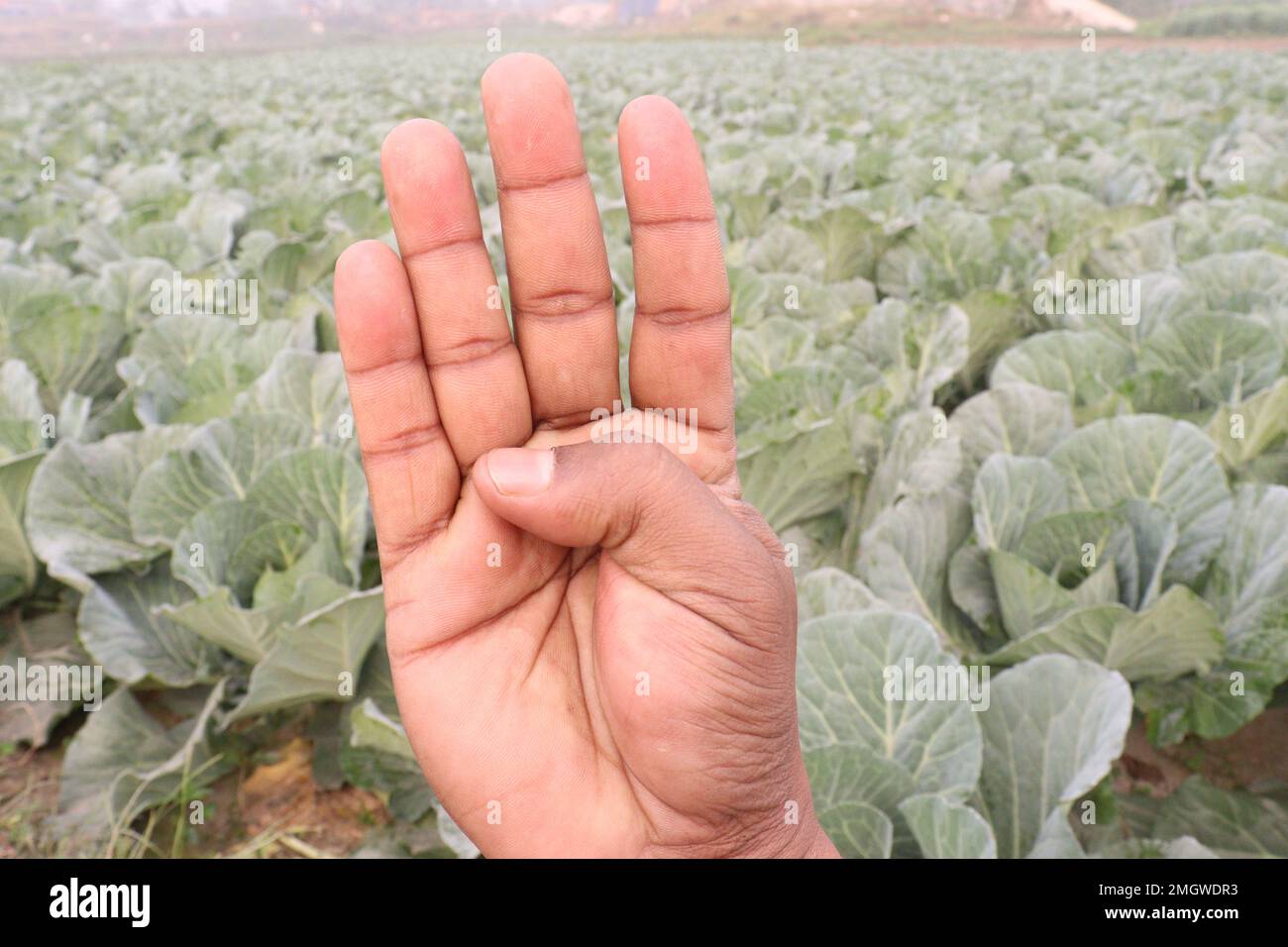 finger sign on green colored cabbage farm for deaf people or farmer ...