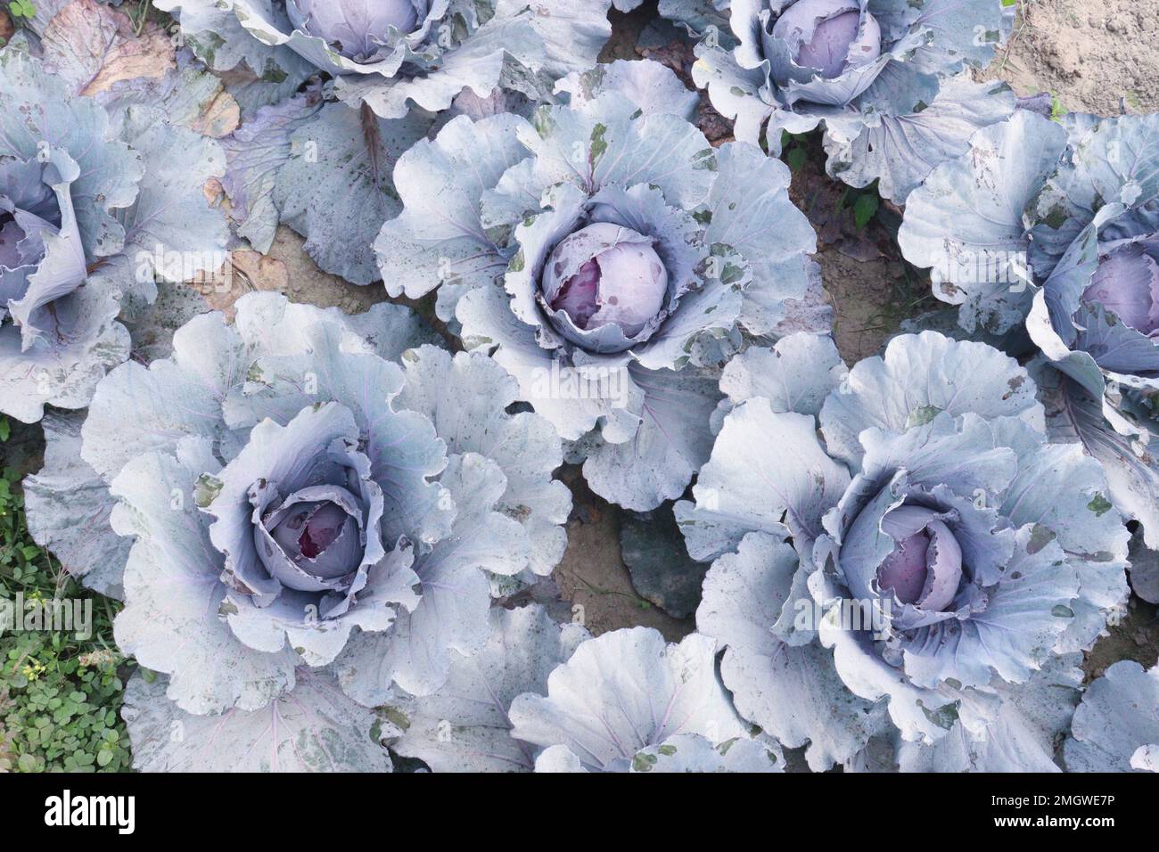 violet colored healthy fresh cabbage on farm for harvest this is cash ...