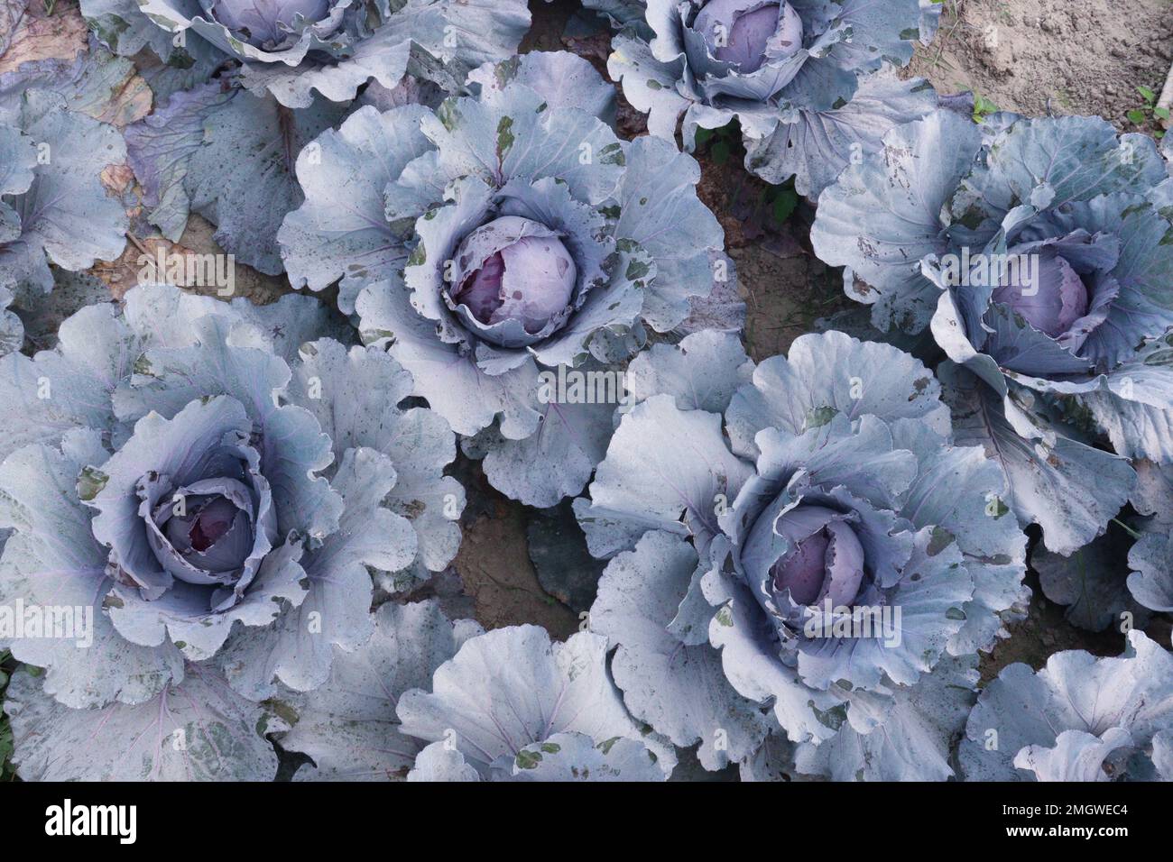 violet colored healthy fresh cabbage on farm for harvest this is cash ...