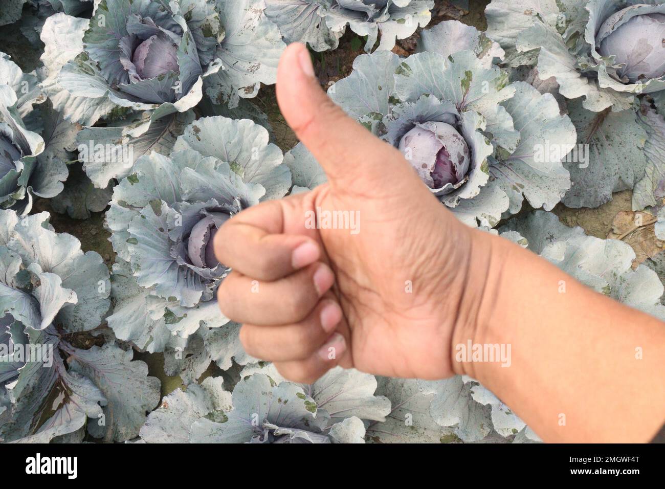 finger sign on violet colored cabbage farm for deaf people or farmer ...
