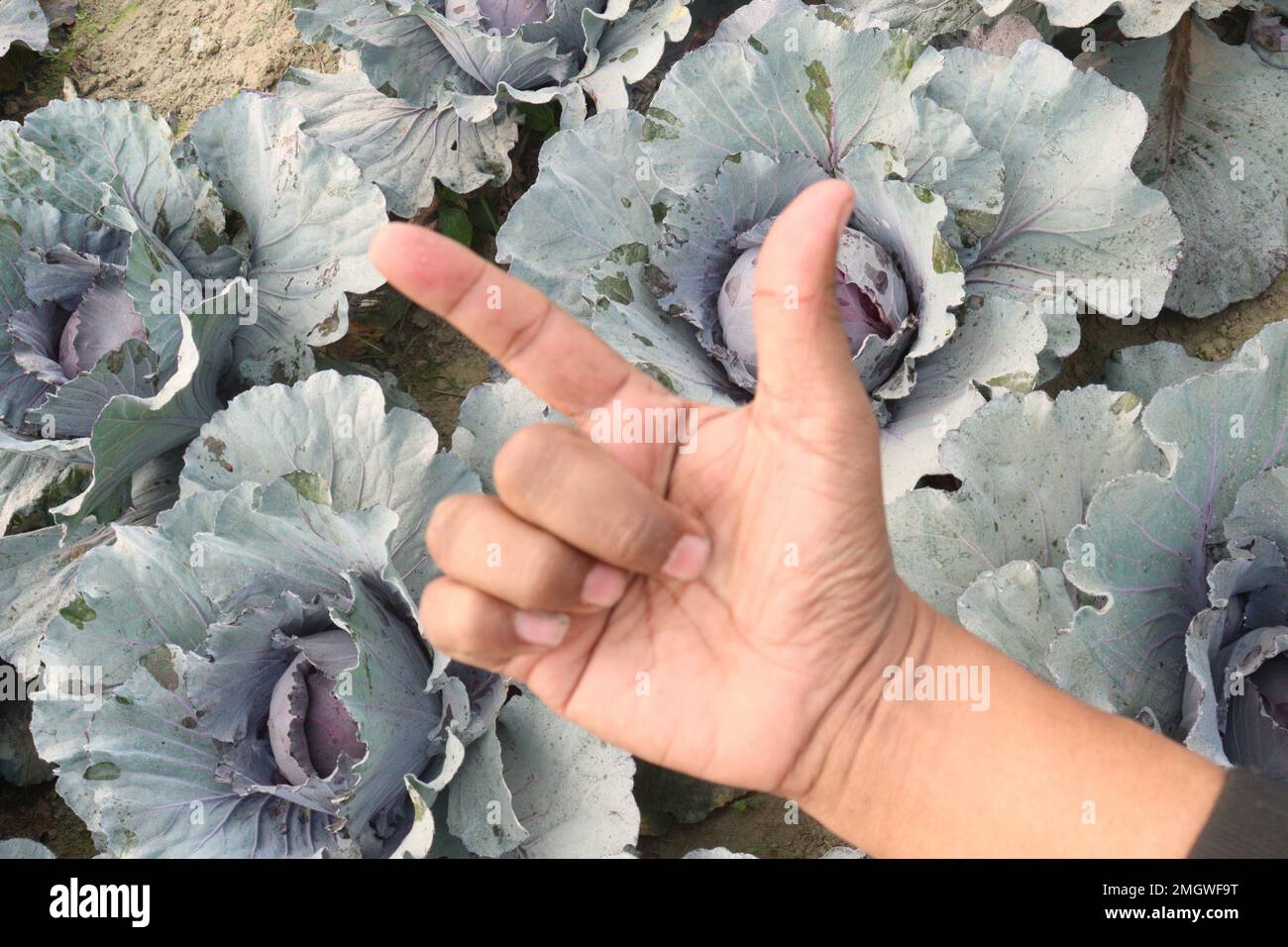 finger sign on violet colored cabbage farm for deaf people or farmer ...