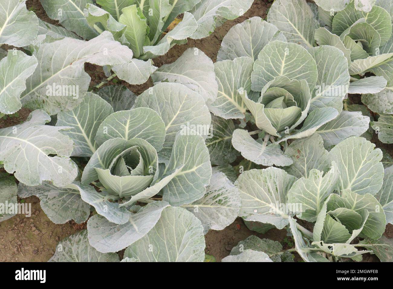 green colored healthy fresh cabbage on farm for harvest this is cash ...