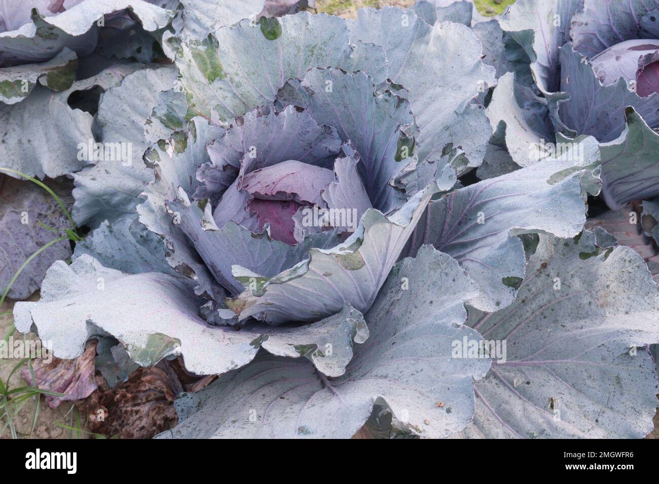 violet colored healthy fresh cabbage on farm for harvest this is cash ...
