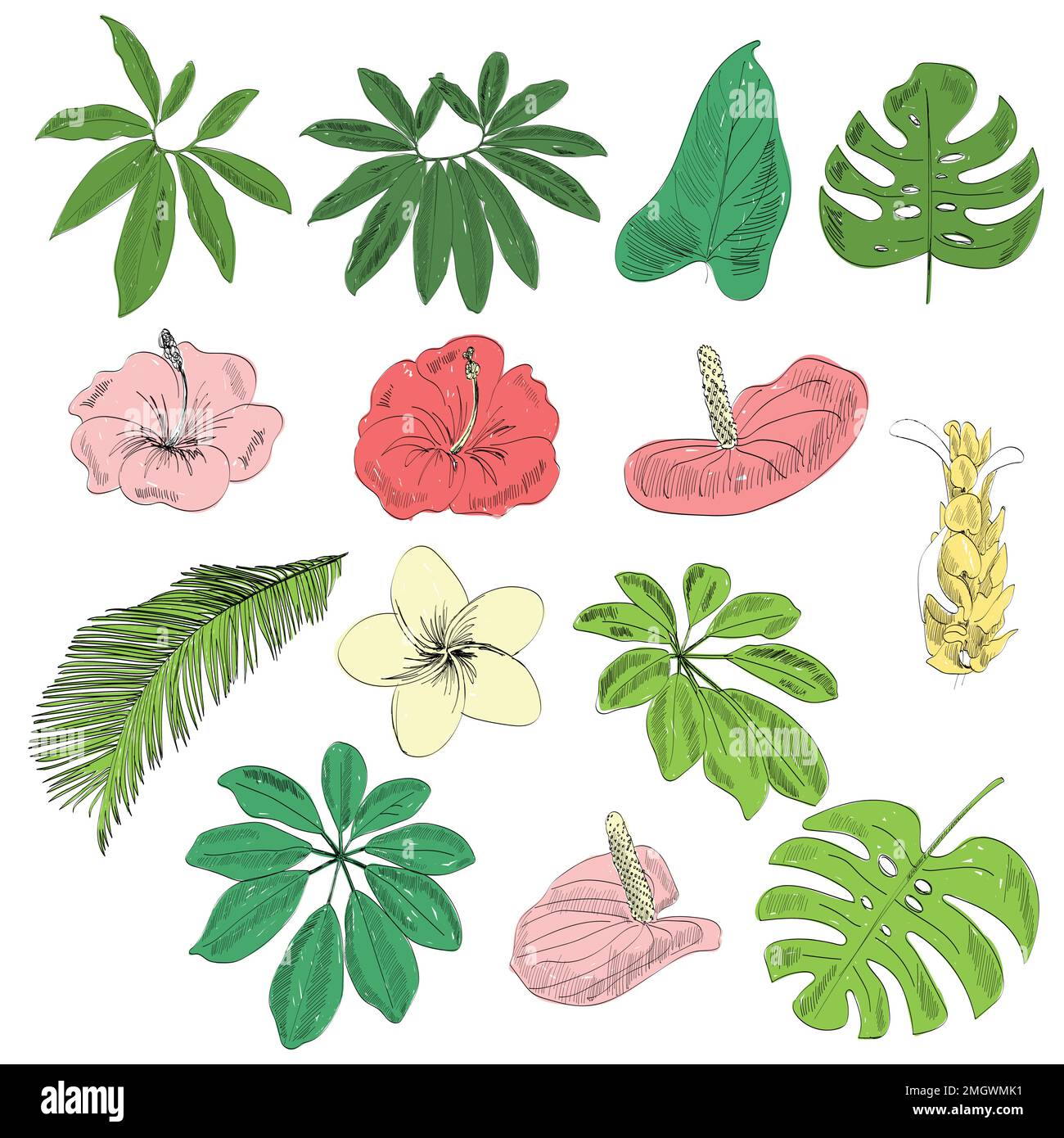 Tropical vector set Stock Vector Image & Art - Alamy