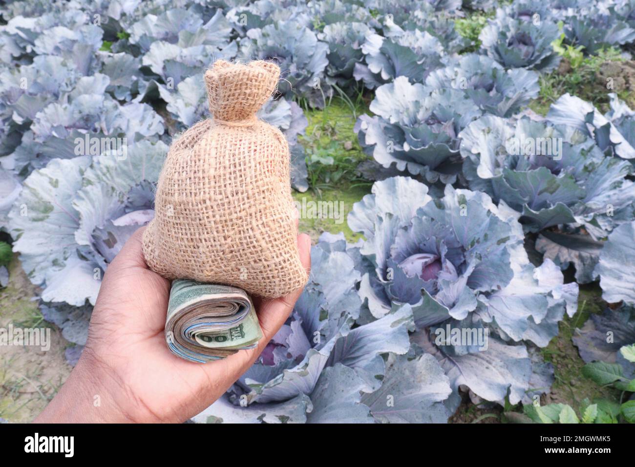 money bag with back note on cabbage farm this is cash crops Stock Photo ...