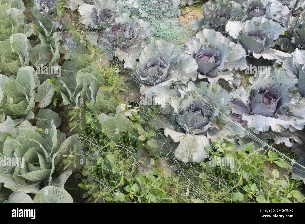 violet colored healthy fresh cabbage on farm for harvest this is cash ...