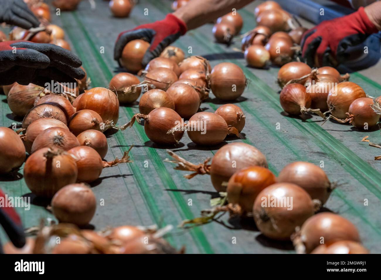 Production conveyor hi-res stock photography and images - Alamy