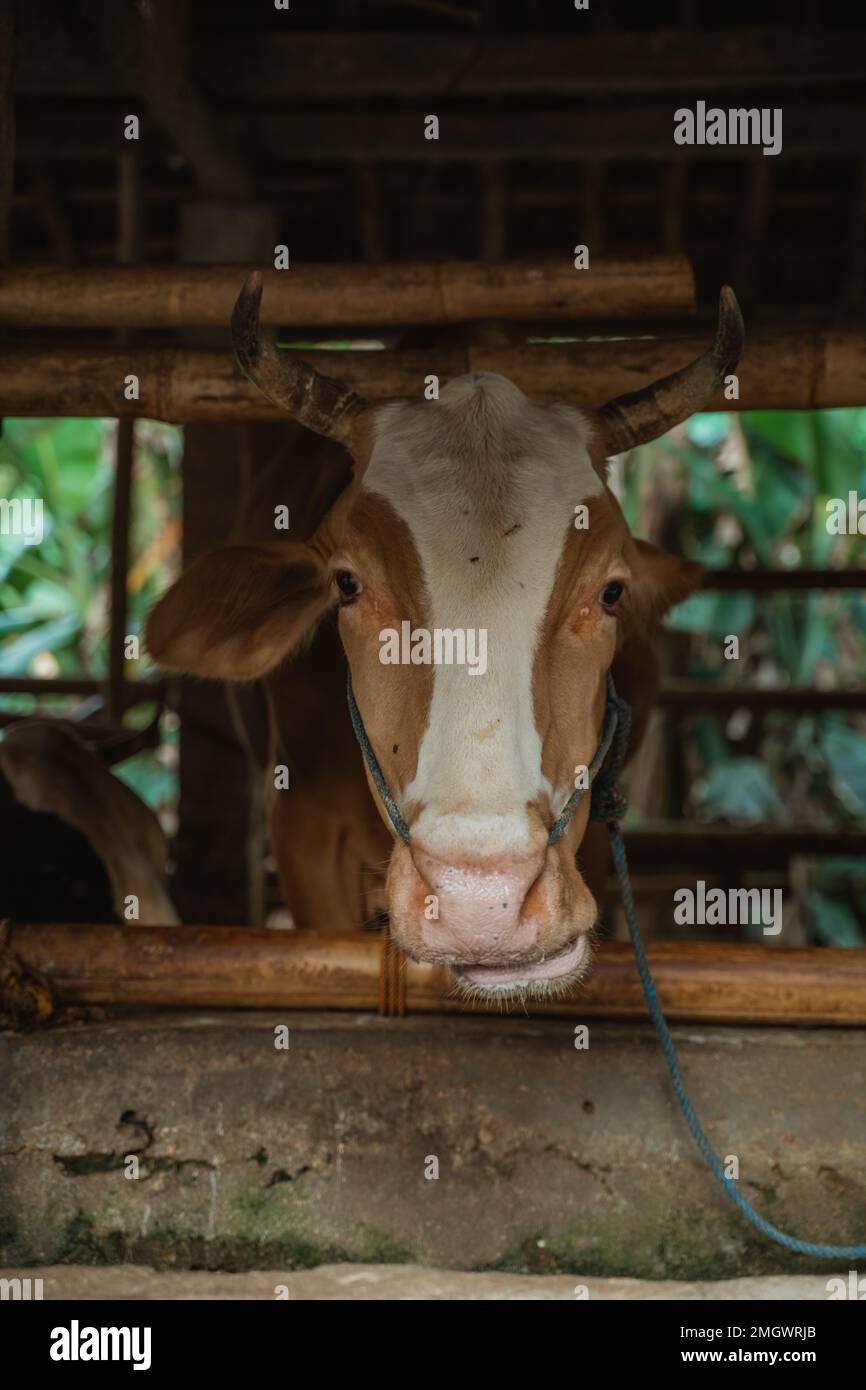brown cow with white part at it's face standing inside the stable Stock ...