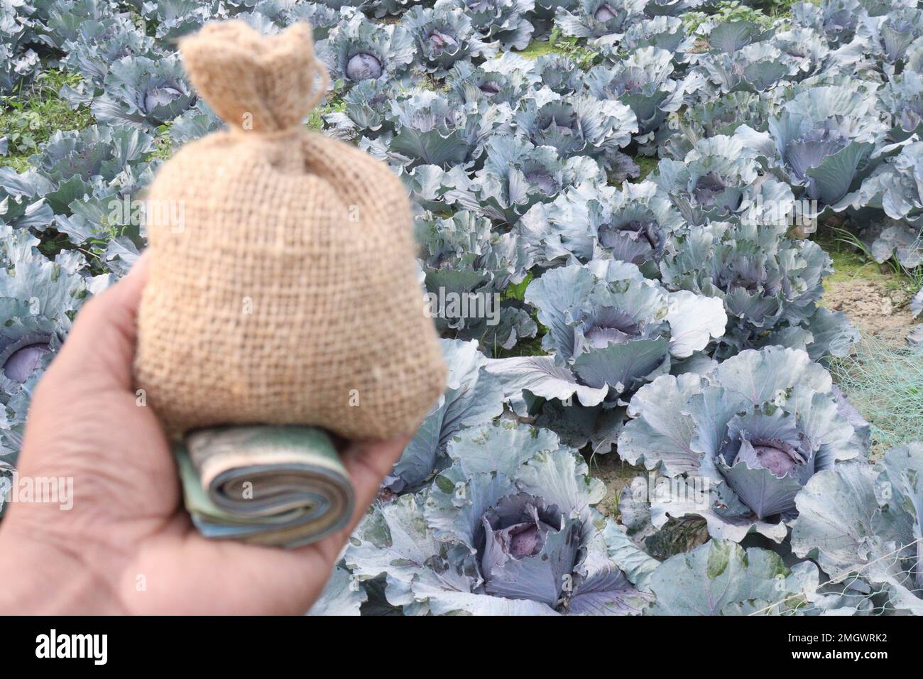 money bag with back note on cabbage farm this is cash crops Stock Photo ...