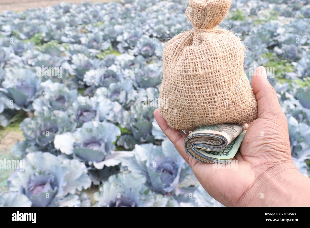 money bag with back note on cabbage farm this is cash crops Stock Photo ...