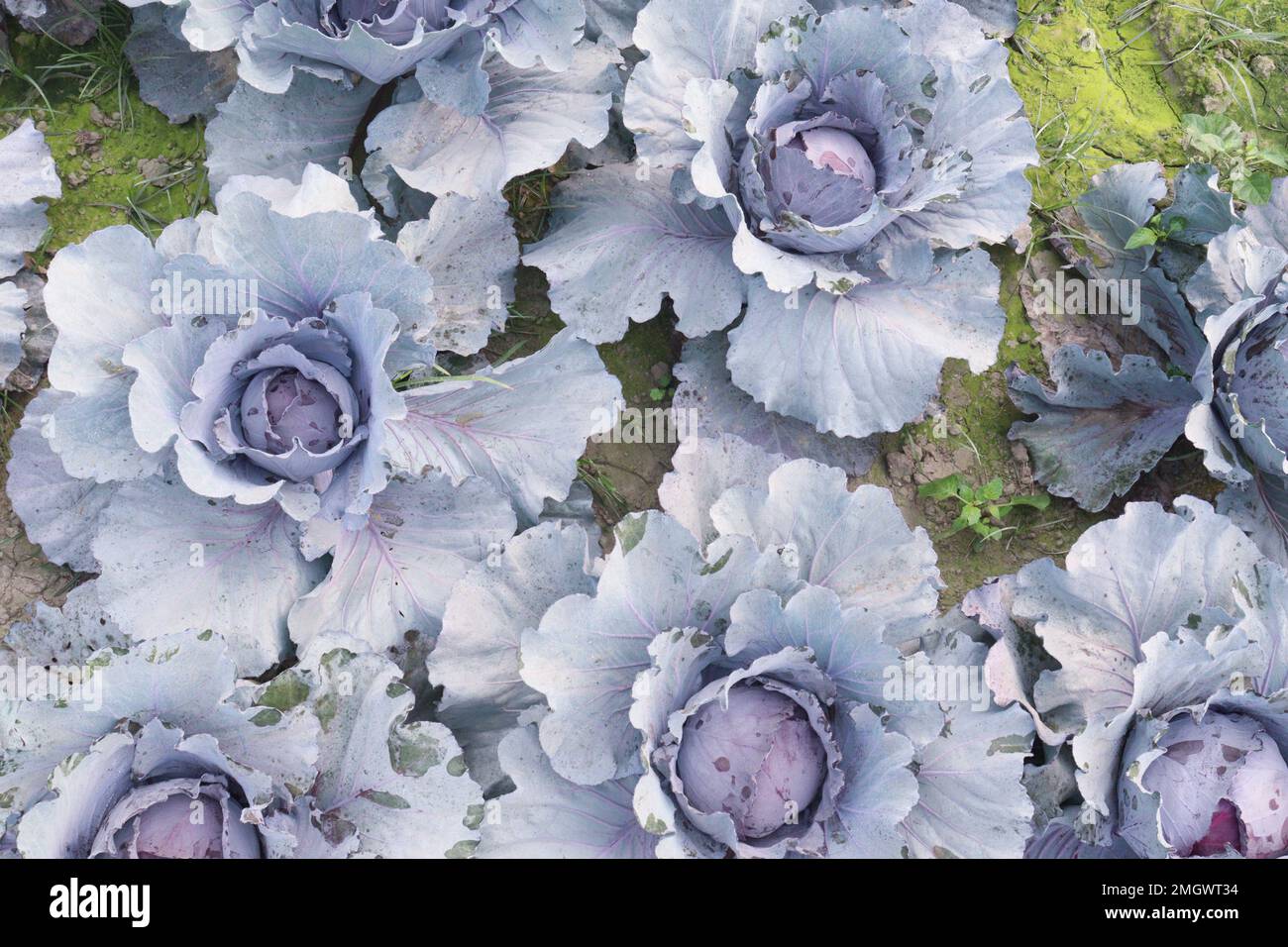 violet colored healthy fresh cabbage on farm for harvest this is cash ...