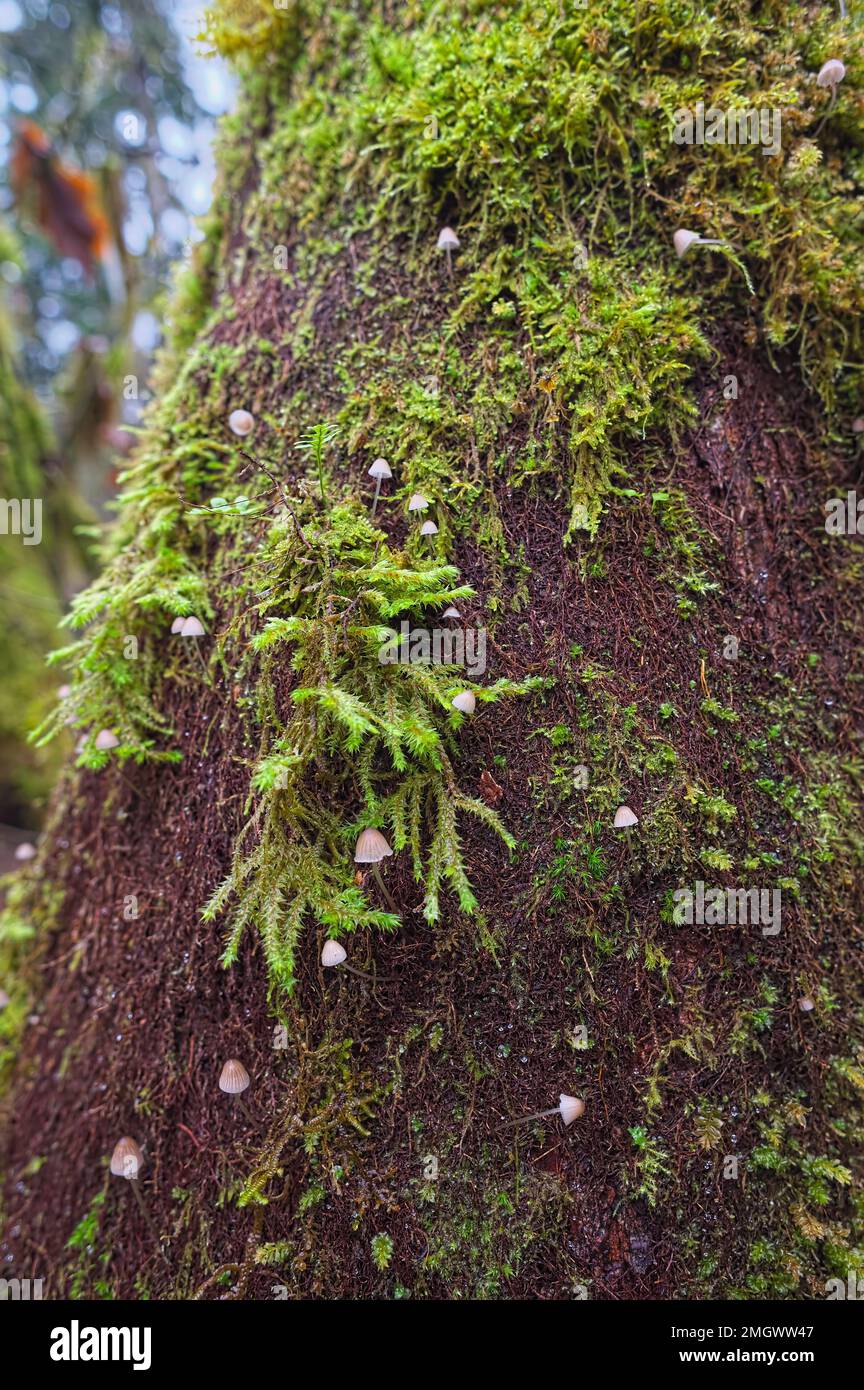 Fairy incap mushrooms hi-res stock photography and images - Alamy