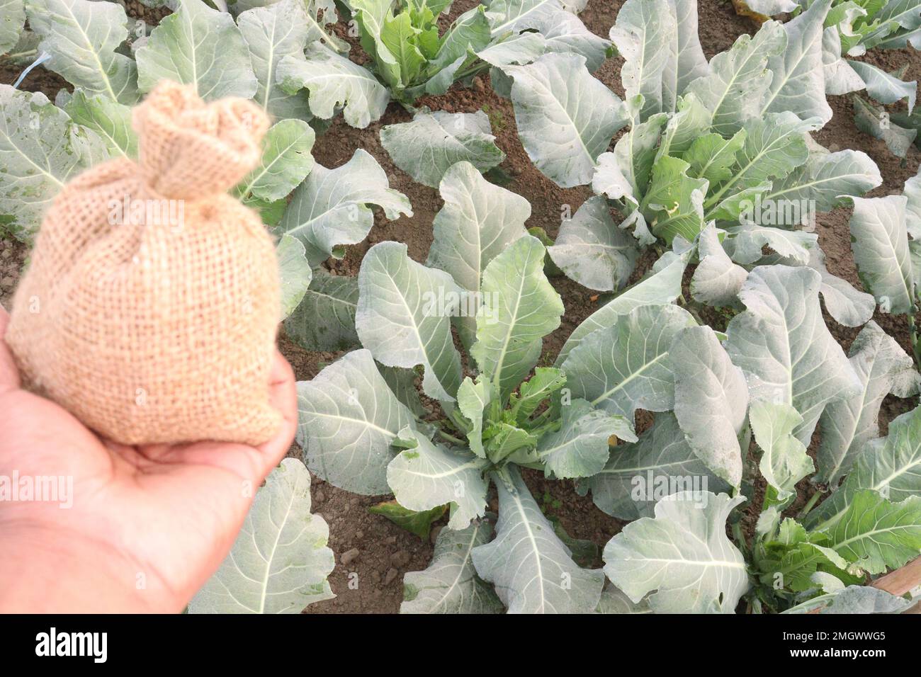 money bag with back note on cabbage farm this is cash crops Stock Photo ...