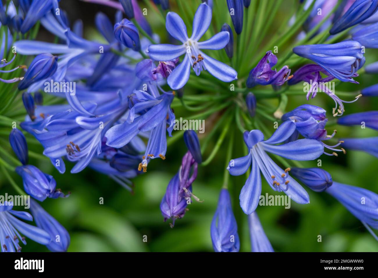 Purplish blue flowers in the middle of green nature landscape Stock ...