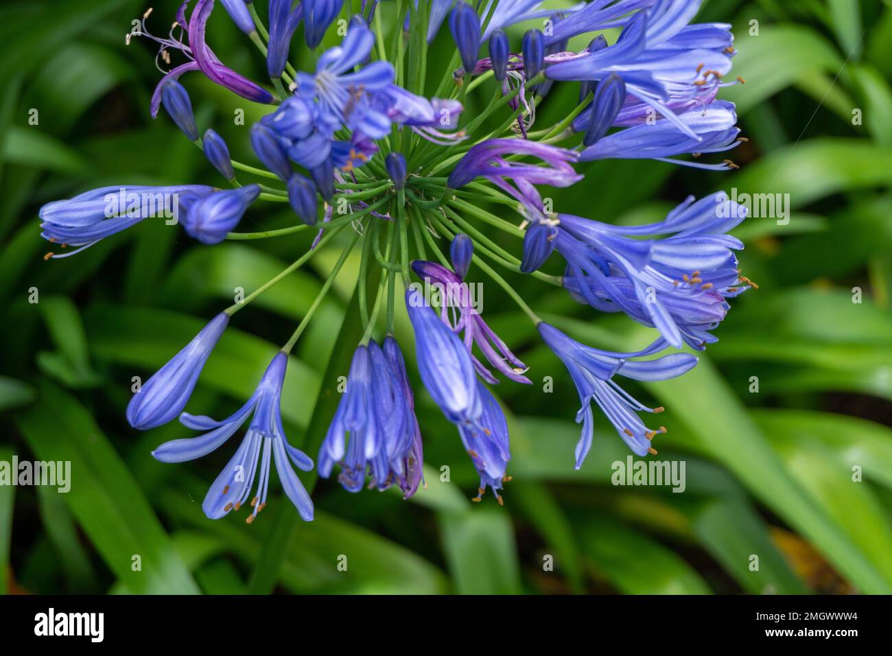Purplish blue flowers in the middle of green nature landscape Stock ...