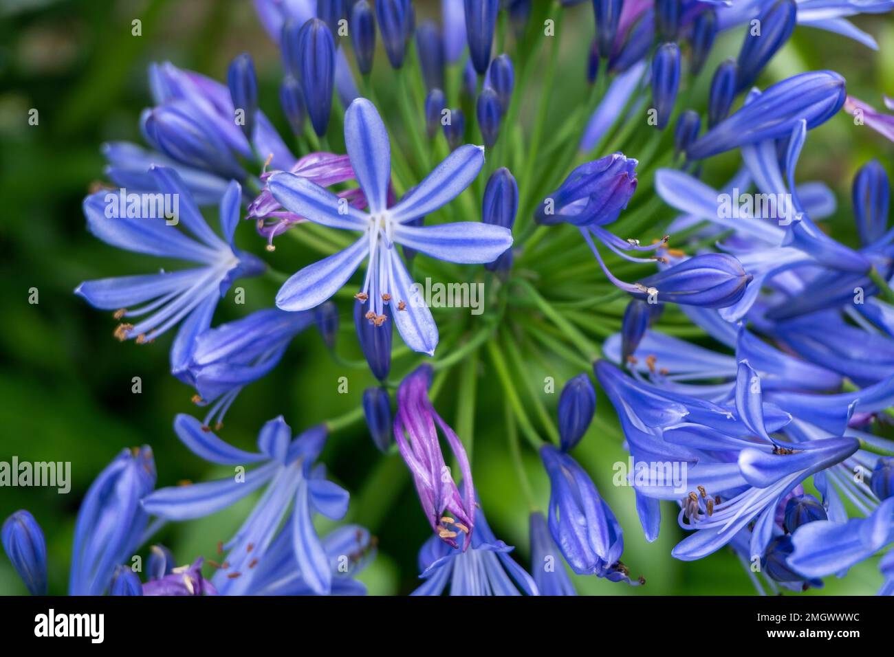 Purplish blue flowers in the middle of green nature landscape Stock ...