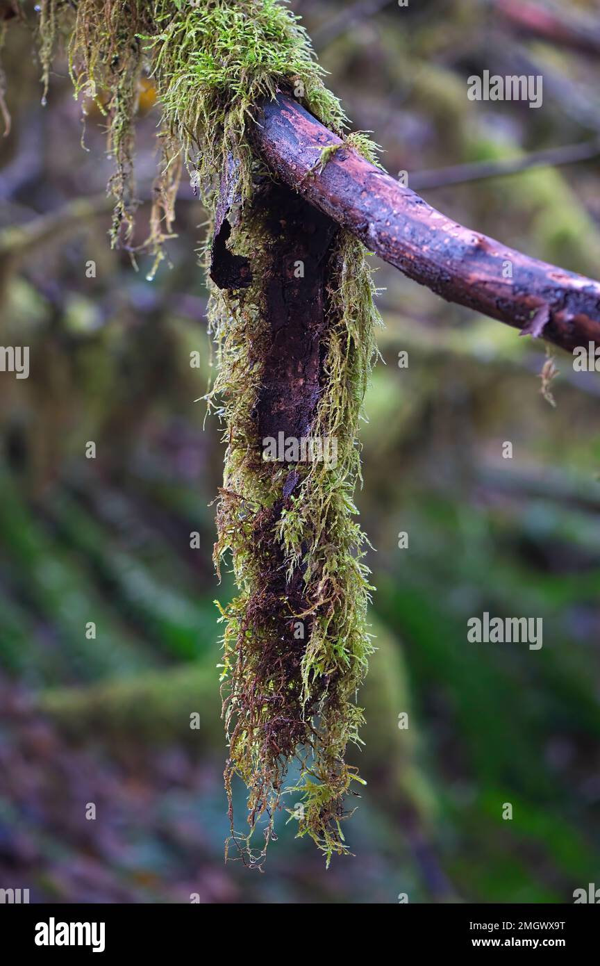 Hanging nature hi-res stock photography and images - Alamy