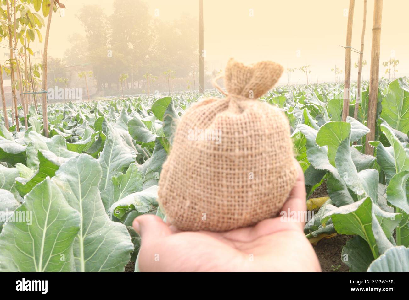 money bag with back note on cabbage farm this is cash crops Stock Photo ...