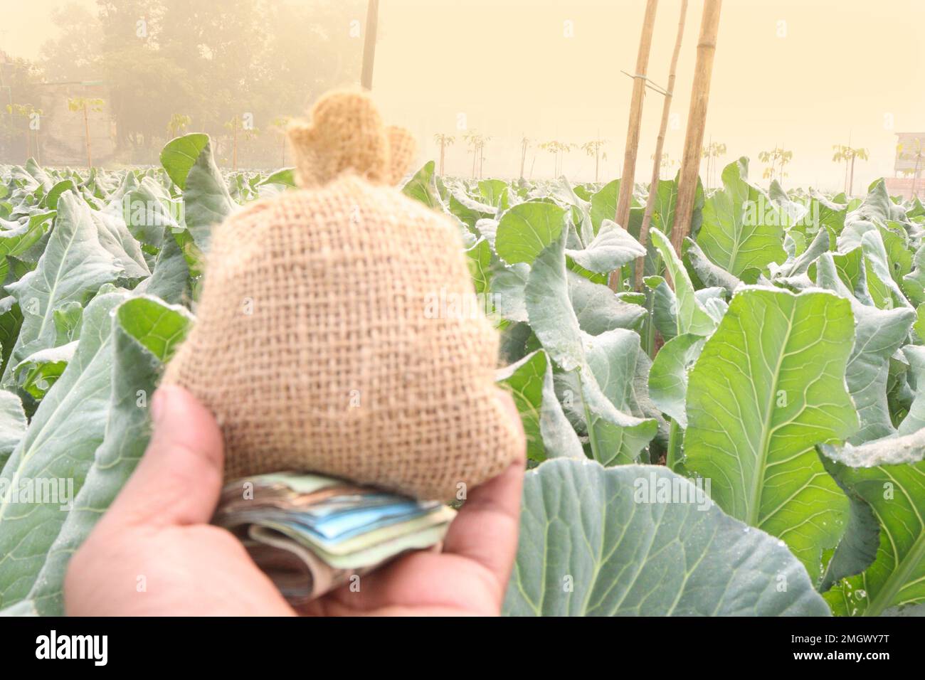 money bag with back note on cabbage farm this is cash crops Stock Photo ...