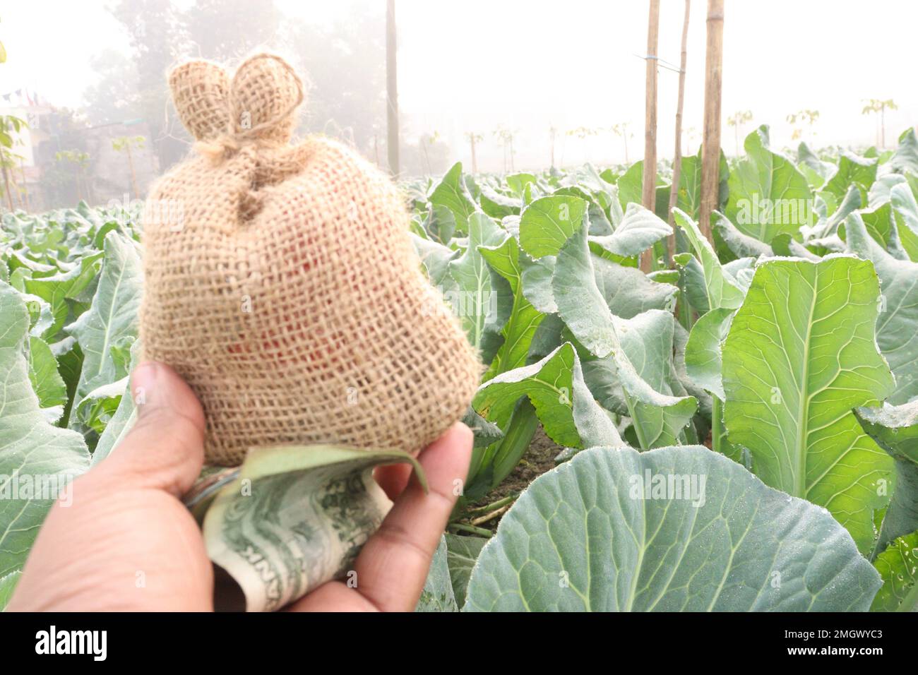 money bag with back note on cabbage farm this is cash crops Stock Photo ...