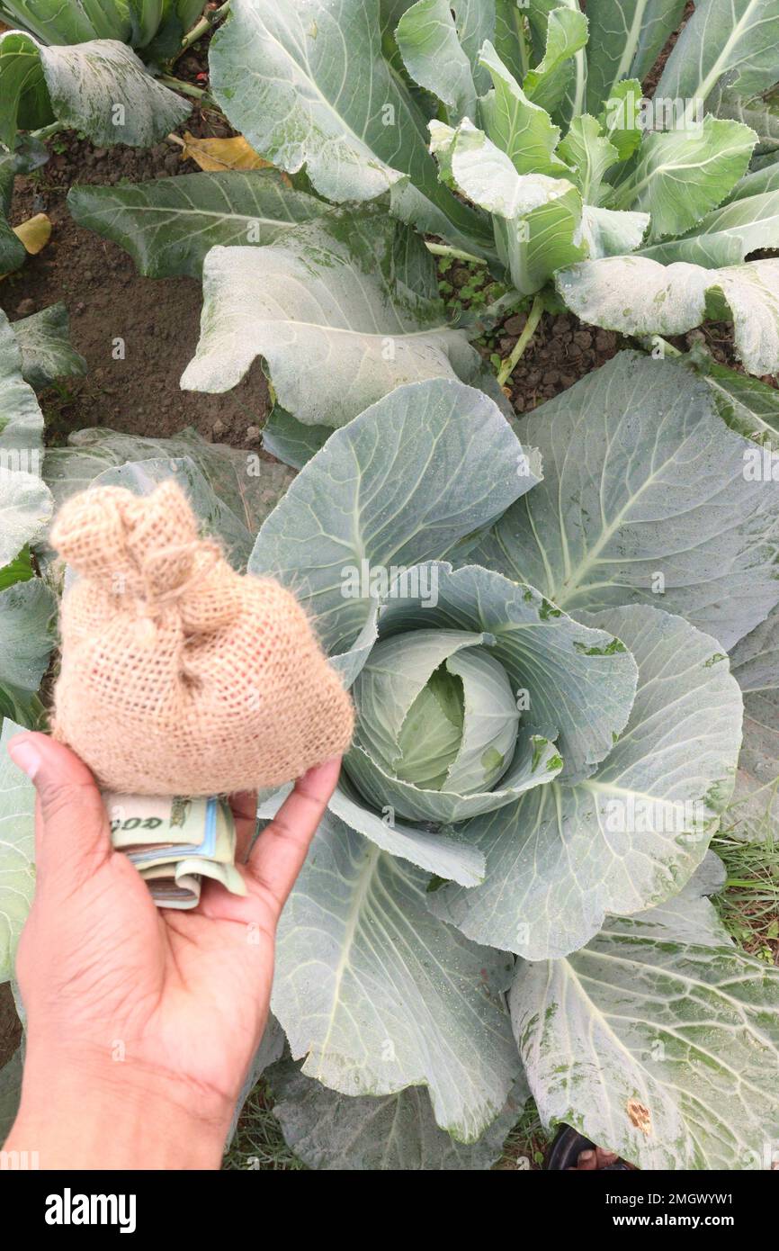 Cash cabbage hi-res stock photography and images - Alamy